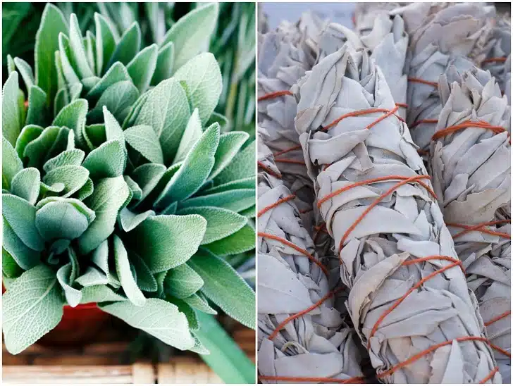 4 Reasons To Grow Sage & 20 Brilliant Ways To Use It - Fakake – Home ...