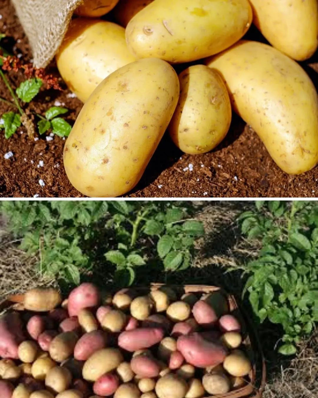 7 Important Facts Everyone Should Know About Potatoes - Fakake – Home ...