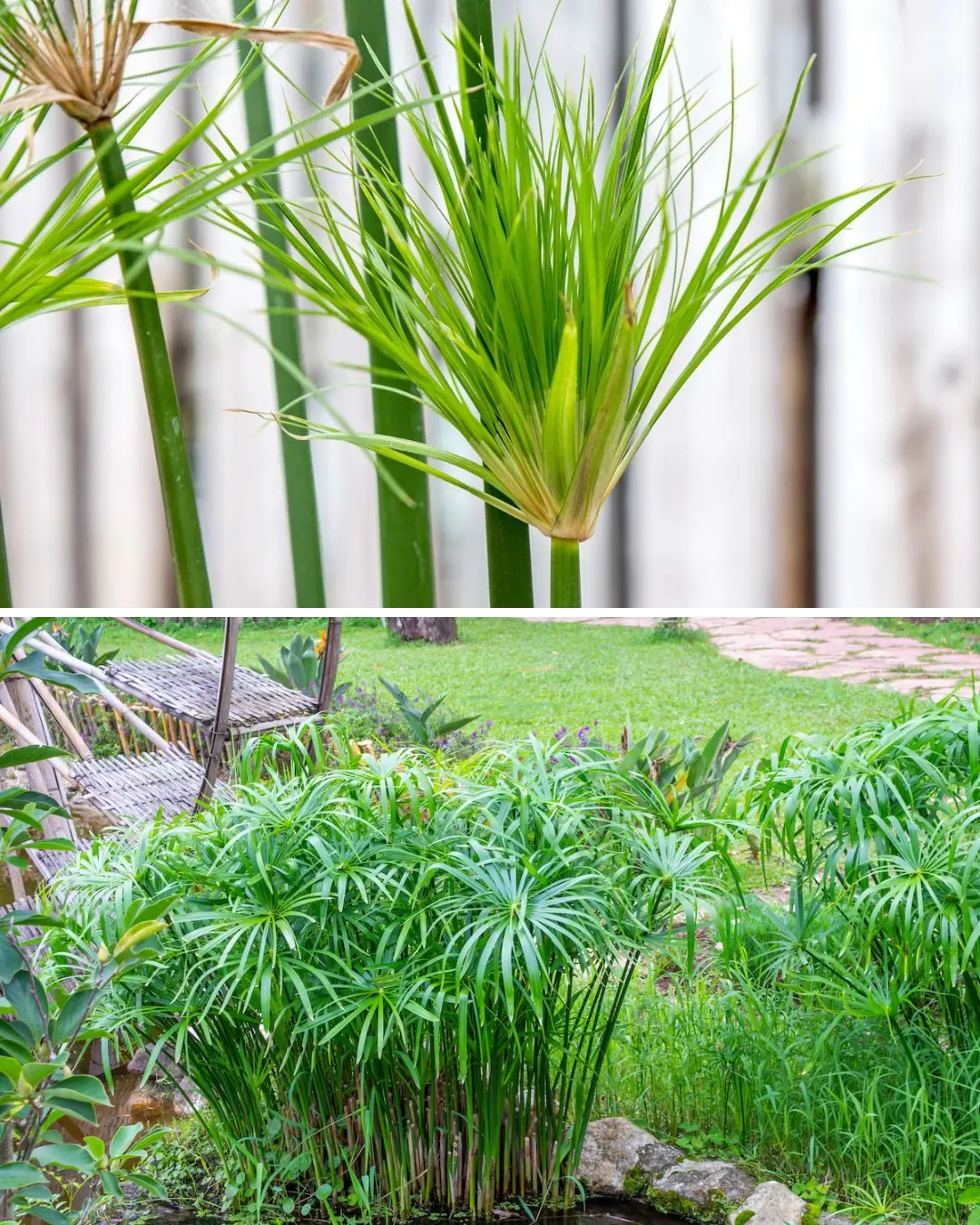 How to Grow and Care for Papyrus Plants - Fakake – Home & Garden Creations